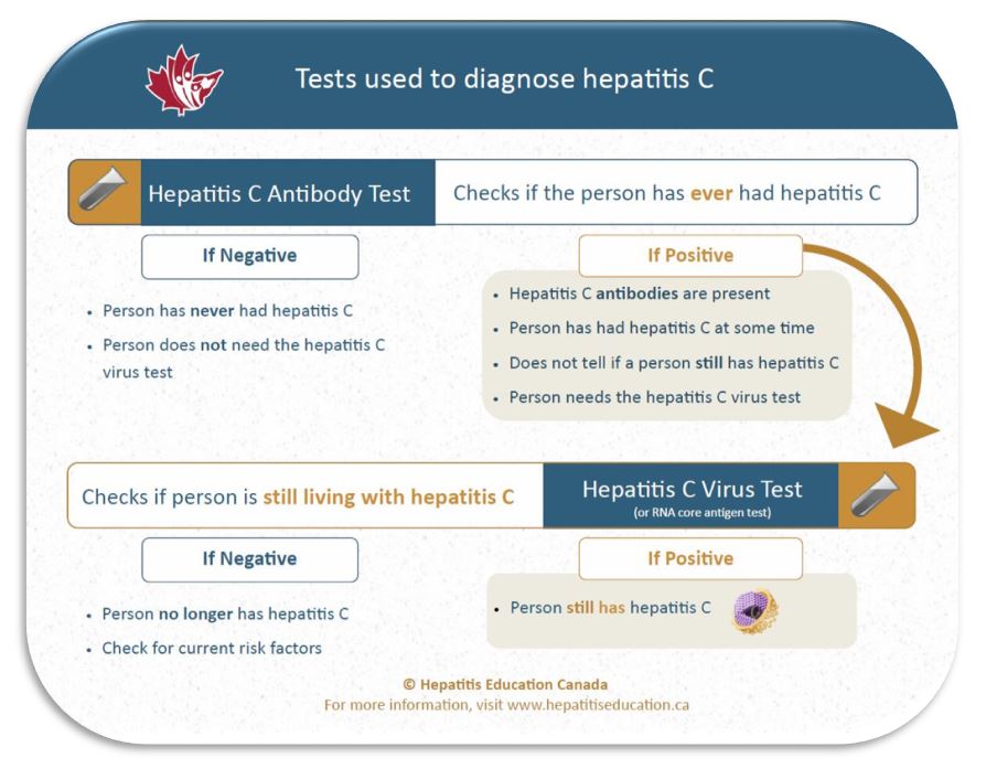 Basic Hepatitis C Facts (English)